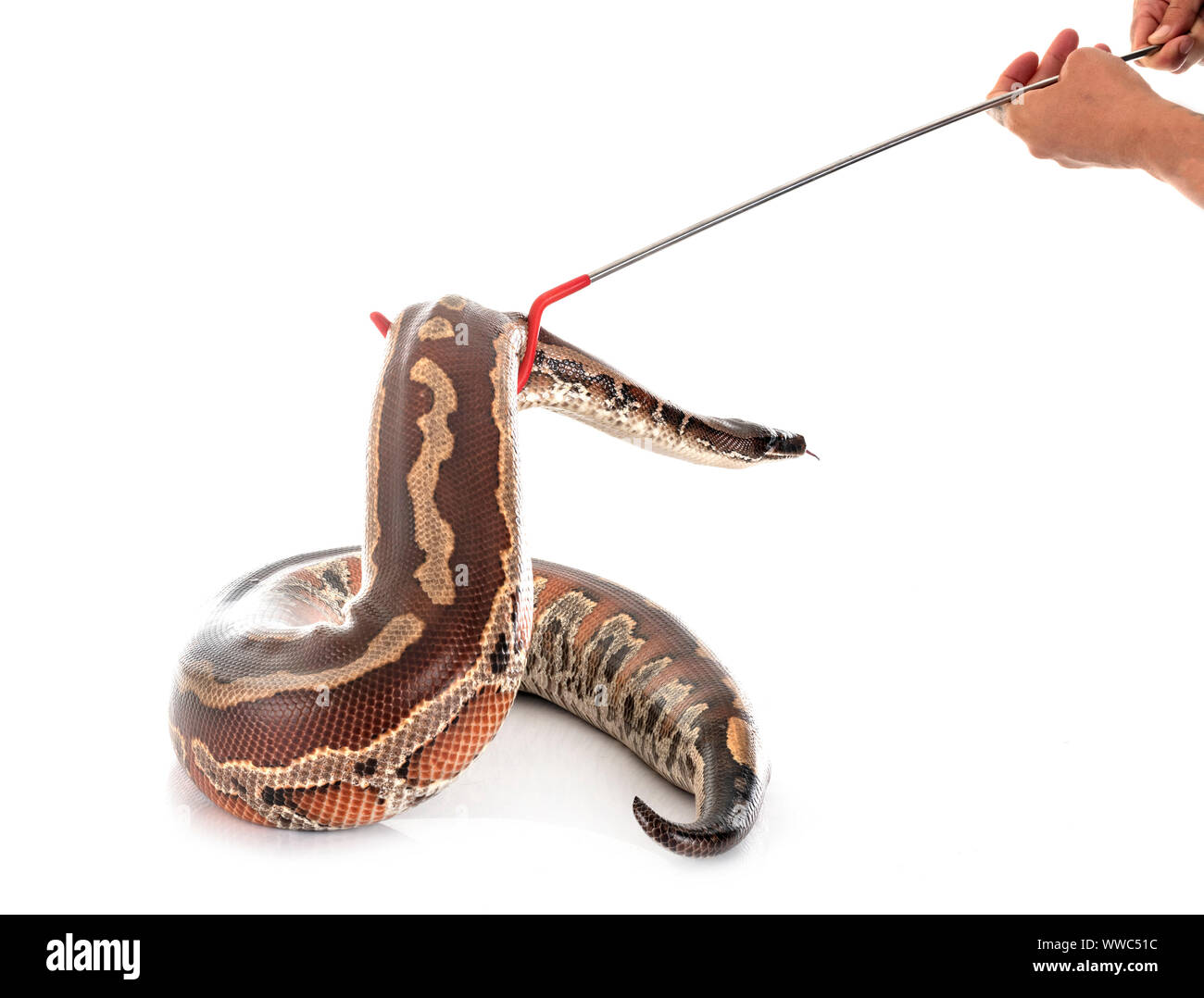 Python brongersmai in front of white background Stock Photo - Alamy