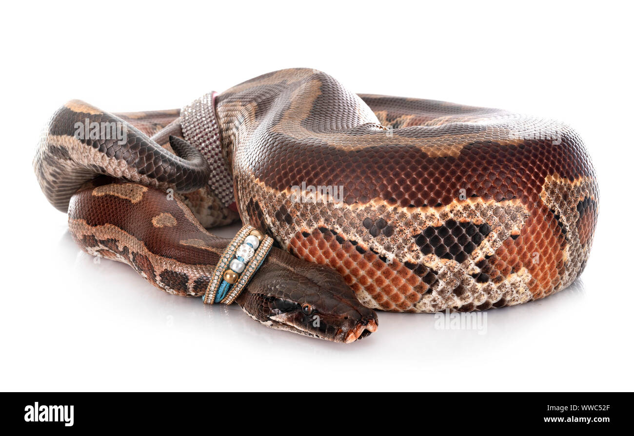 Python brongersmai in front of white background Stock Photo - Alamy
