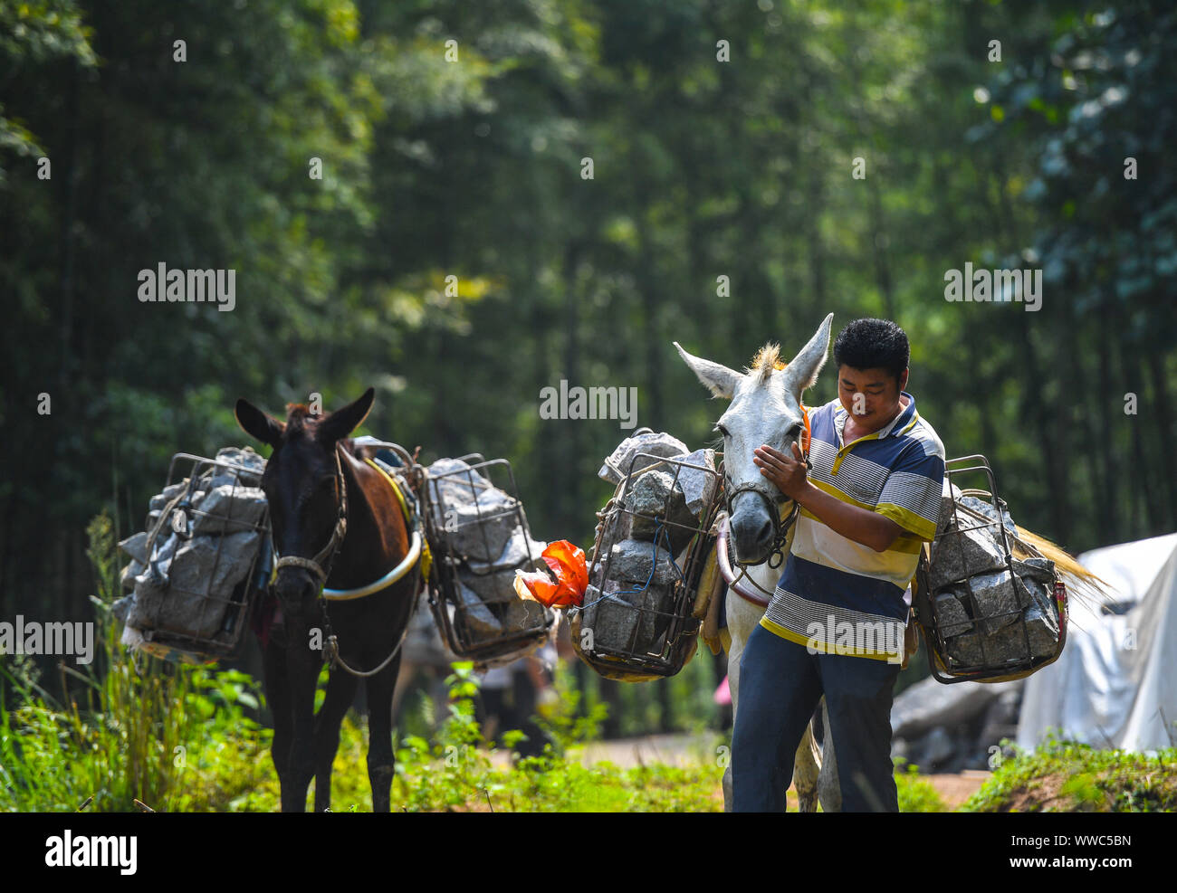 Mule caravan hi-res stock photography and images - Alamy