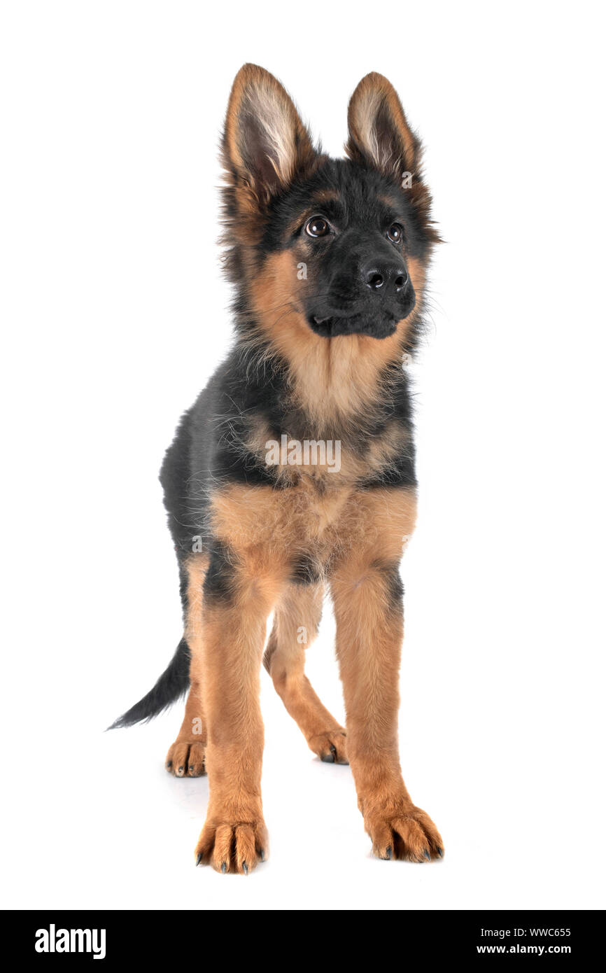 puppy german shepherd in front of white background Stock Photo - Alamy