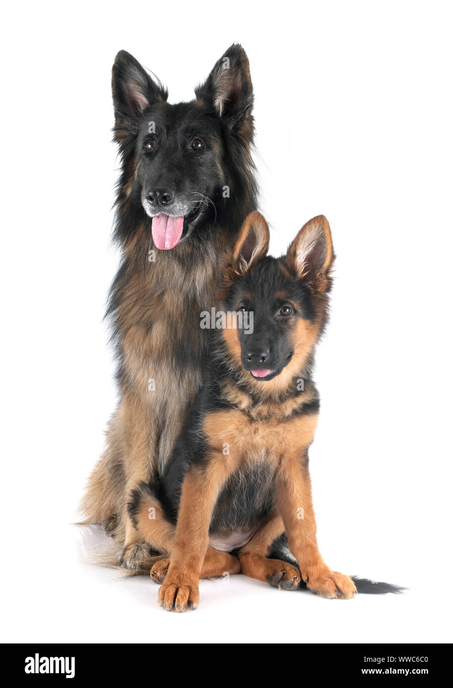 two german shepherds in front of white background Stock Photo - Alamy