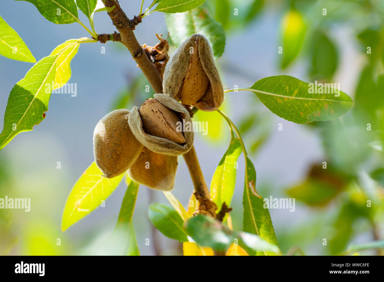 Ripe almonds nuts on almond tree ready to harvest close up Stock Photo ...
