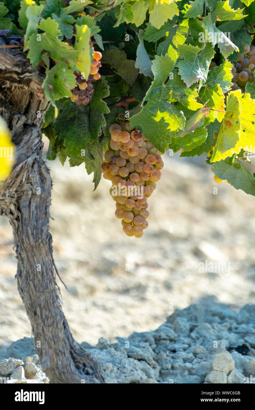 Ripe white grape growing in vineyard in Andalusia, Spain, sweet pedro ...