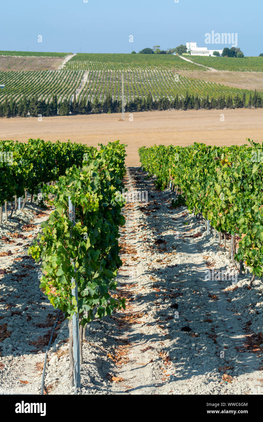 Vineyard in Andalusia, Spain, sweet pedro ximenes or muscat, or ...