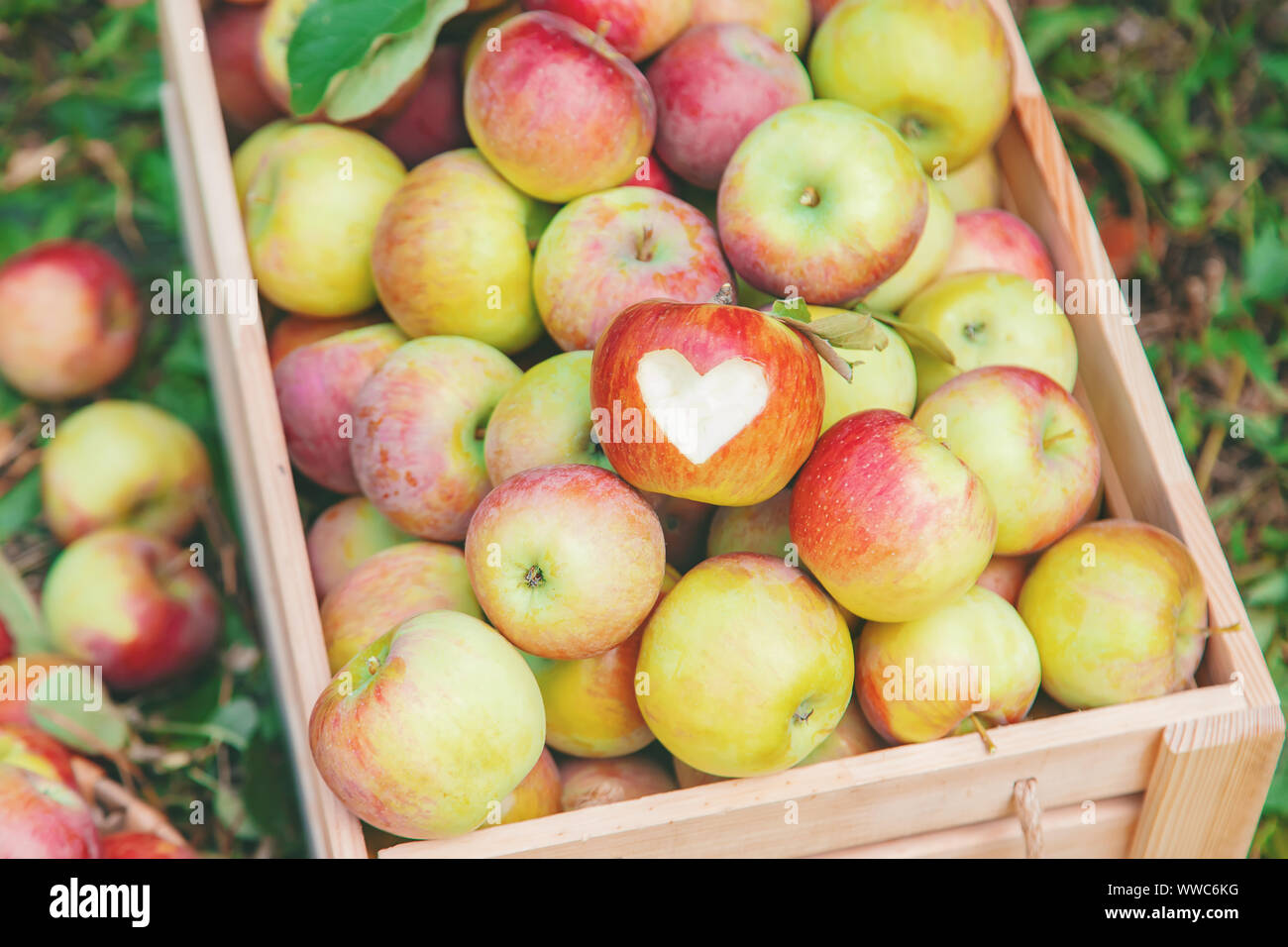 Harvest apples in a box on a tree in the garden. Selective focus ...