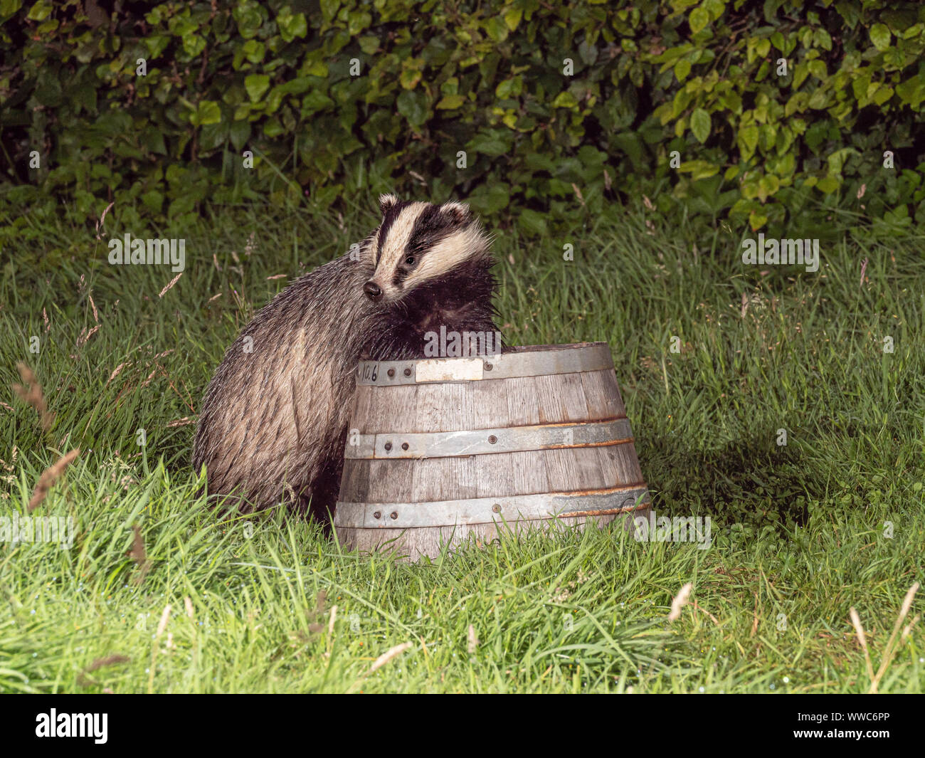 Eurasian Badger climbing on a barrel Stock Photo - Alamy