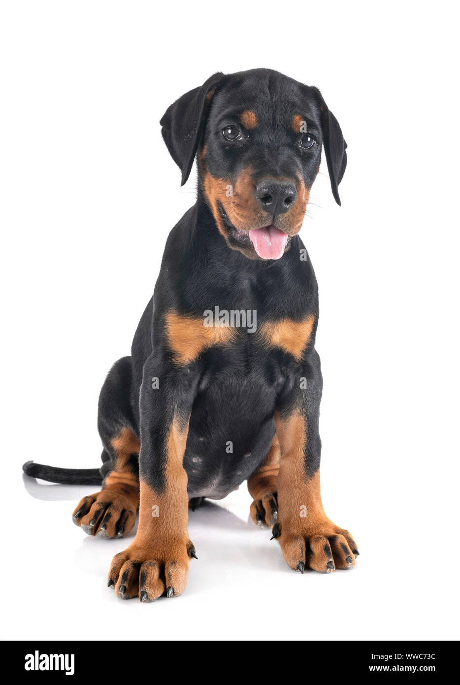 puppy Doberman Pinscher in front of white background Stock Photo - Alamy
