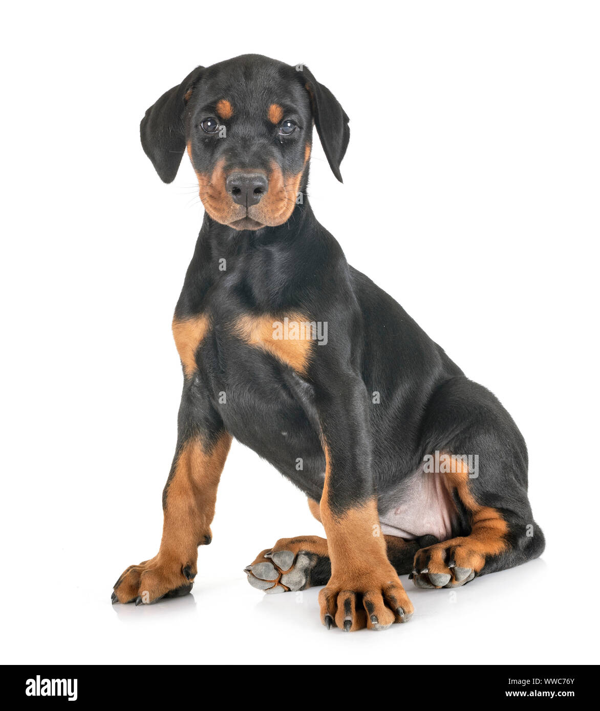 puppy Doberman Pinscher in front of white background Stock Photo - Alamy
