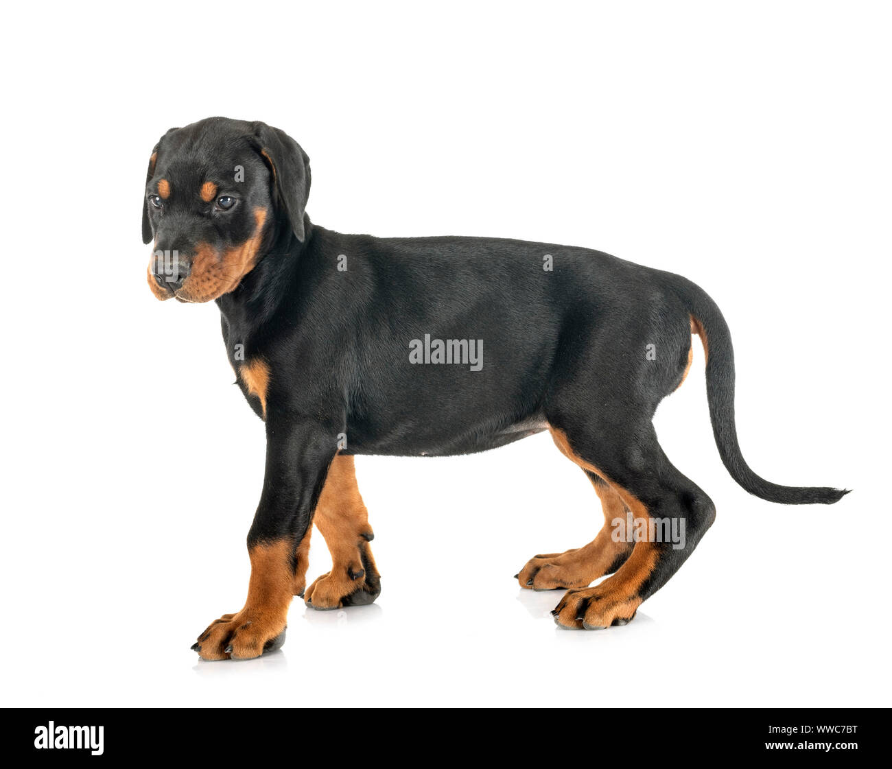 puppy Doberman Pinscher in front of white background Stock Photo - Alamy