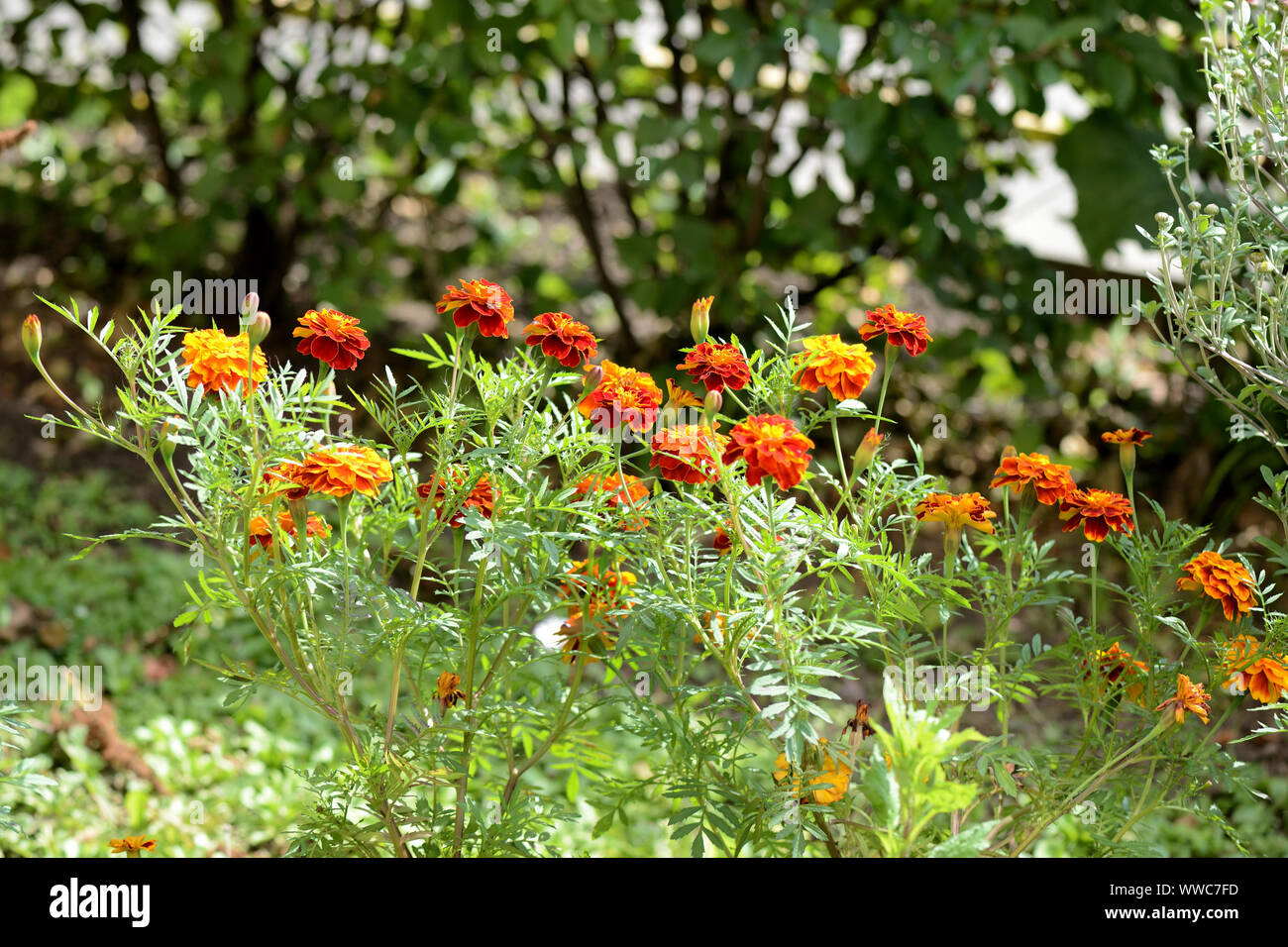Bloom blossom bright detail garden hi-res stock photography and images ...