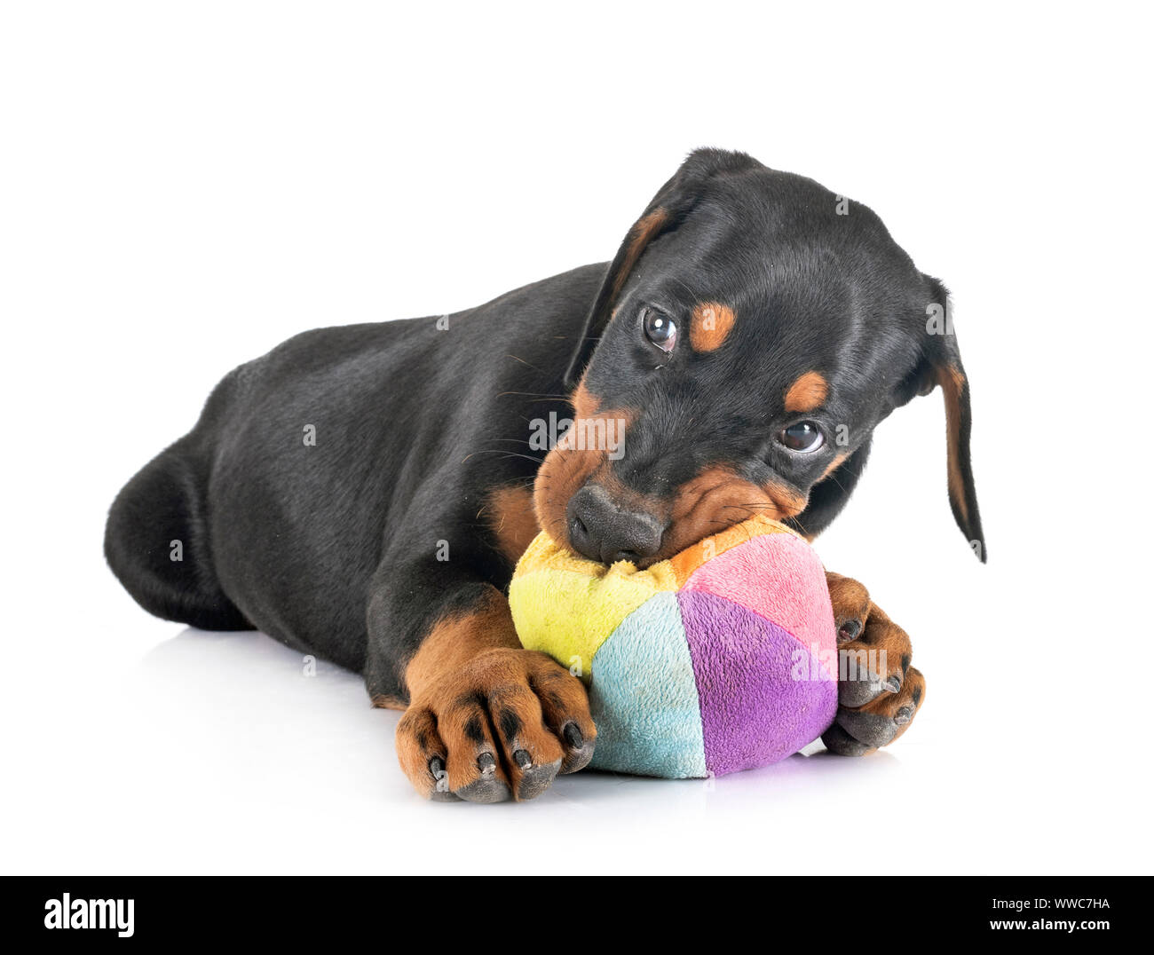 puppy Doberman Pinscher in front of white background Stock Photo - Alamy