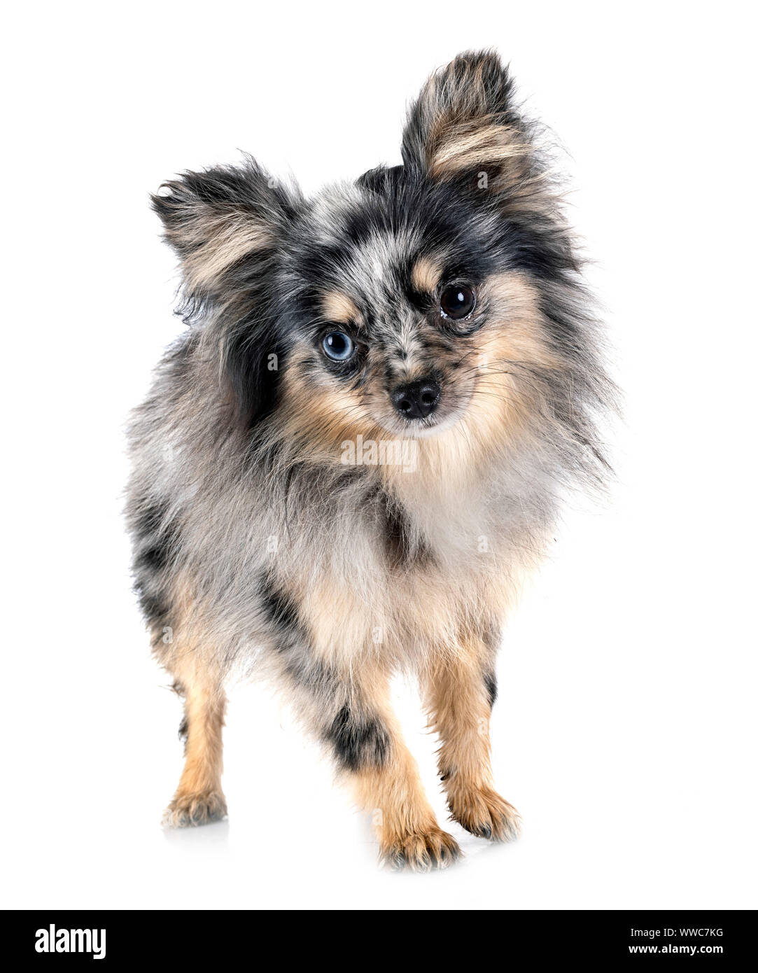 Pomeranian Blue Merle Chihuahua