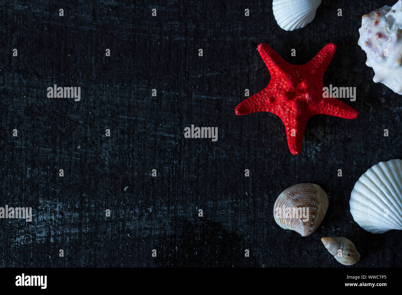 Sea shells on black background. Summer background Stock Photo - Alamy