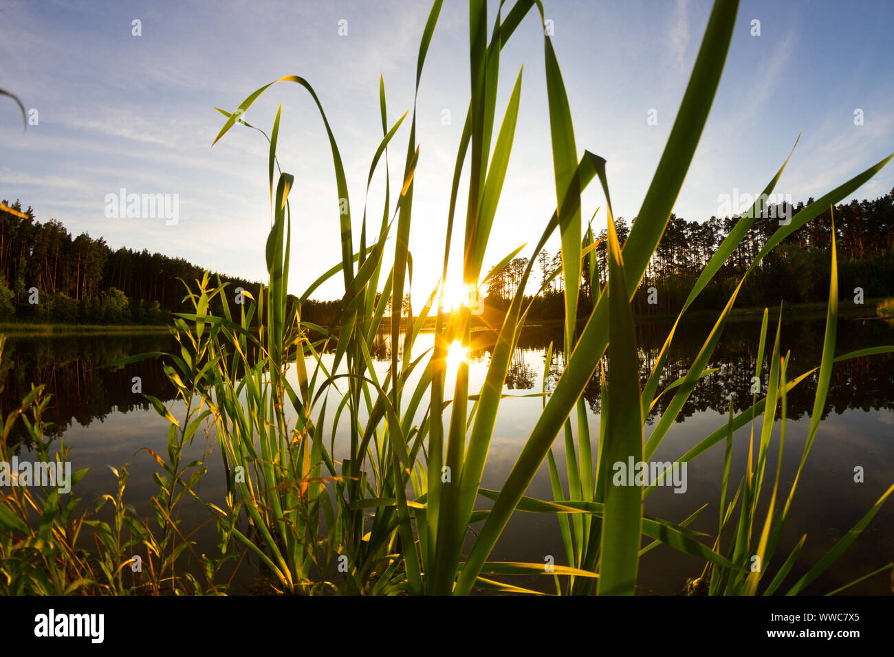 Field of green grass shooted with fisheye lens Stock Photo - Alamy