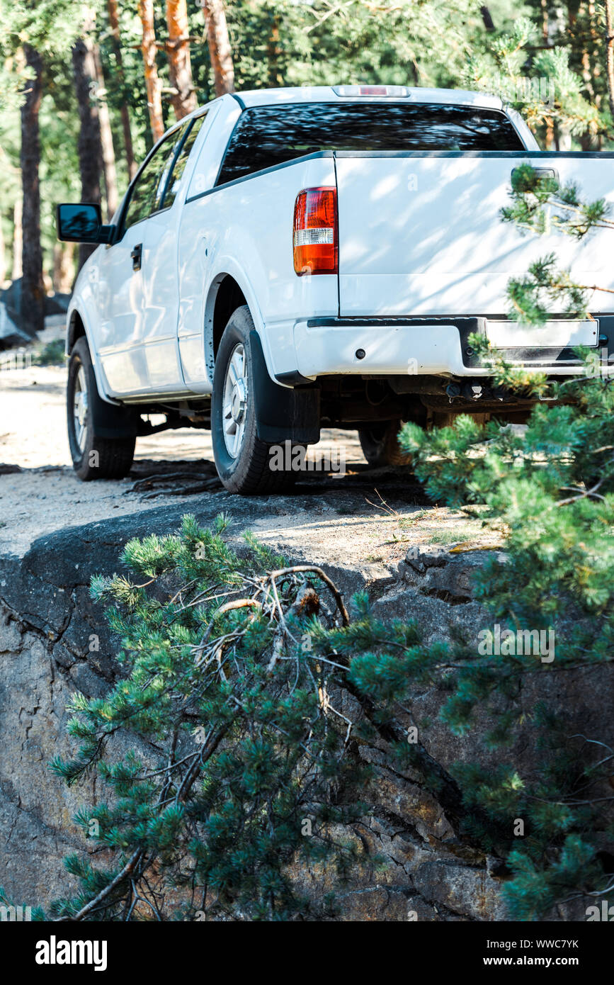 green branches of fir tree near white modern car Stock Photo - Alamy