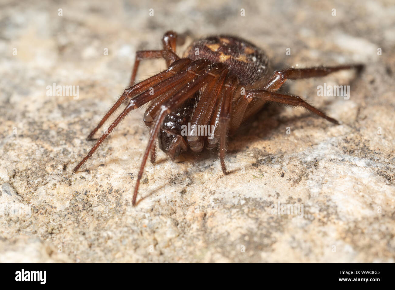 False widow spider uk hi-res stock photography and images - Alamy