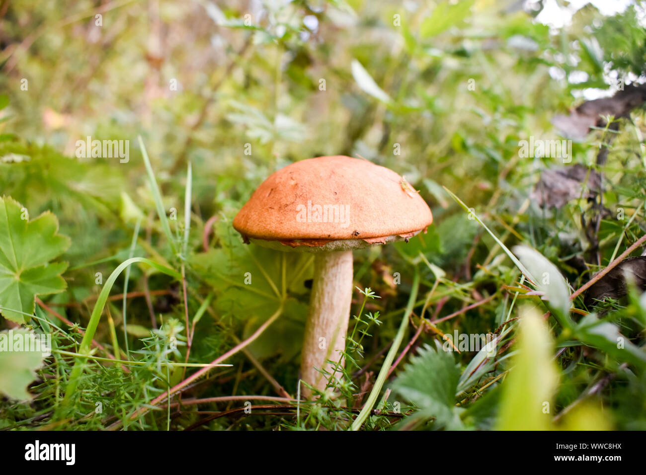 Orange cap (Leccinum aurantiacum) boletus Stock Photo - Alamy