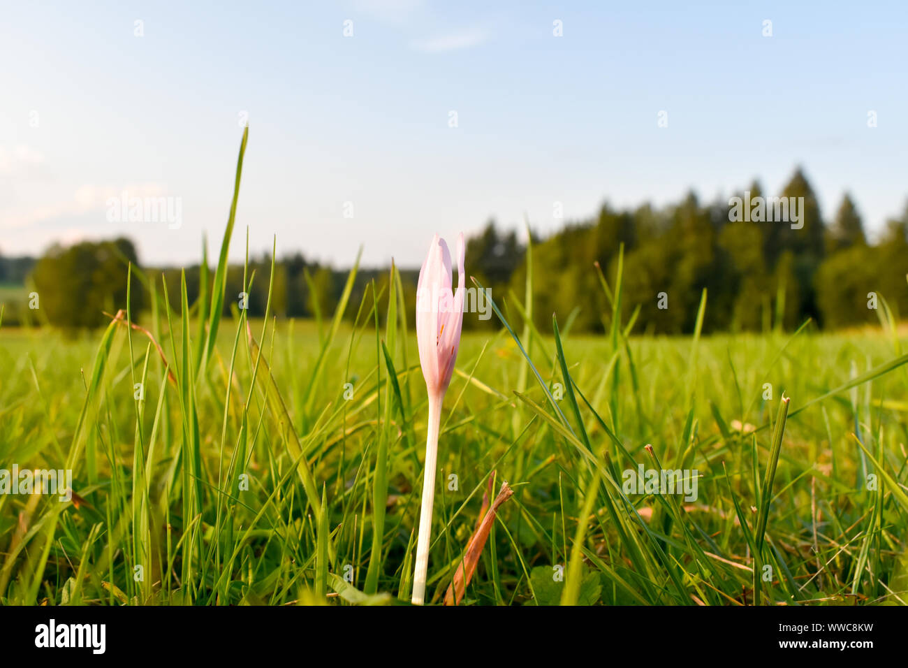 Violet autumn crocus (Colchicum autumnale) toxic autumn-blooming flower ...