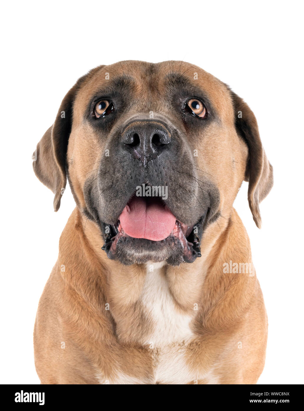 adult italian mastiff in front of white background Stock Photo - Alamy