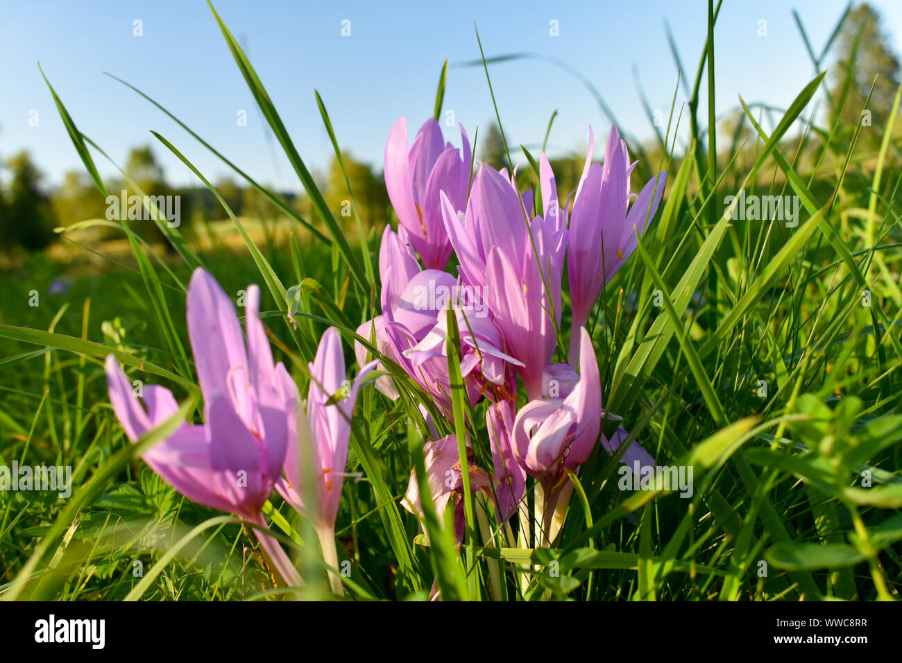 Colchicum autumnale autumn crocus hi-res stock photography and images ...