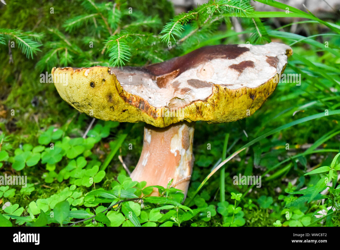 Penny plant hi-res stock photography and images - Alamy