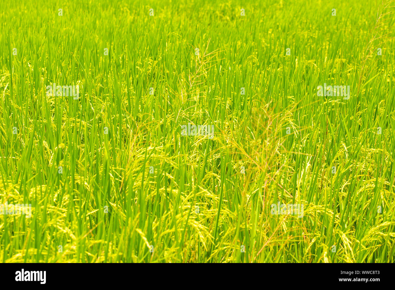 Plantation of yellow paddy rice farmland nature background Stock Photo ...