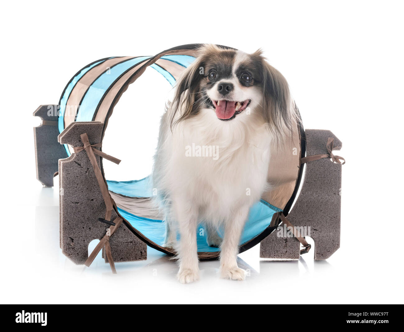 phalene papillon dog in front of white background Stock Photo - Alamy