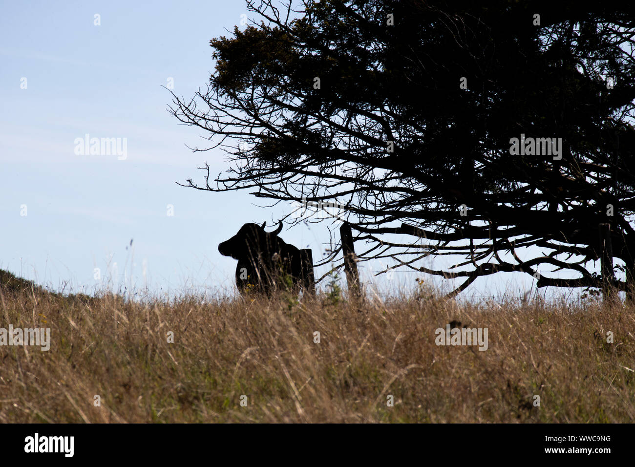 Silhouette of cattle sheltering from the sun under a lone tree on ...