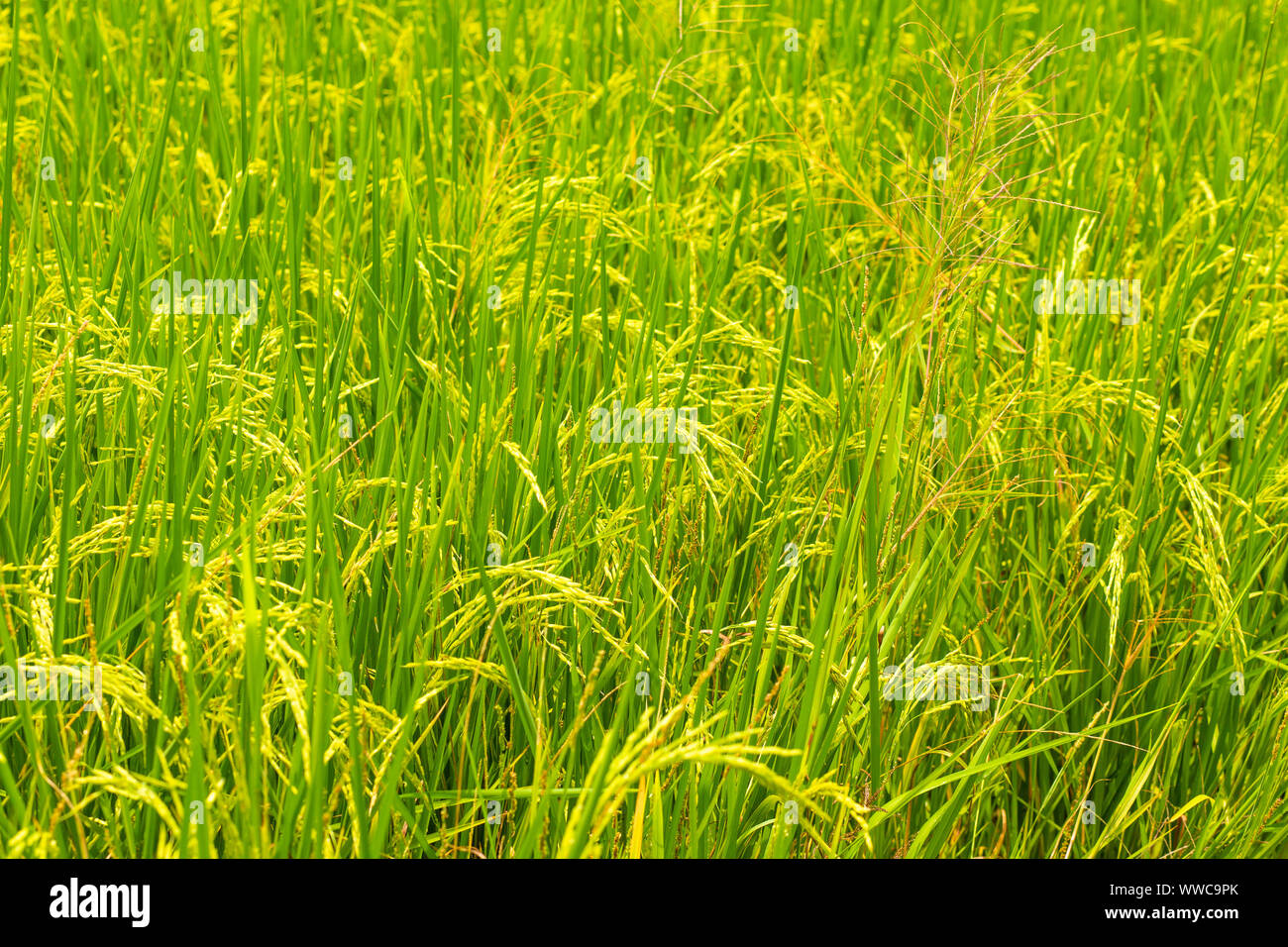 Plantation of yellow paddy rice farmland nature background Stock Photo ...