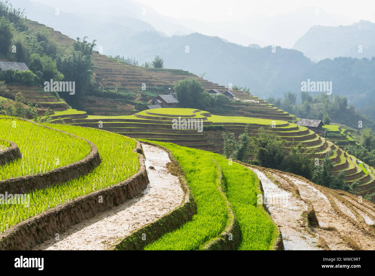 Rice terraces of Sapa with wooden houses at sunset in Lao Cai province ...