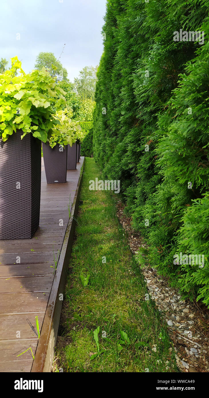 tall and hedgerow in the green park Stock Photo - Alamy