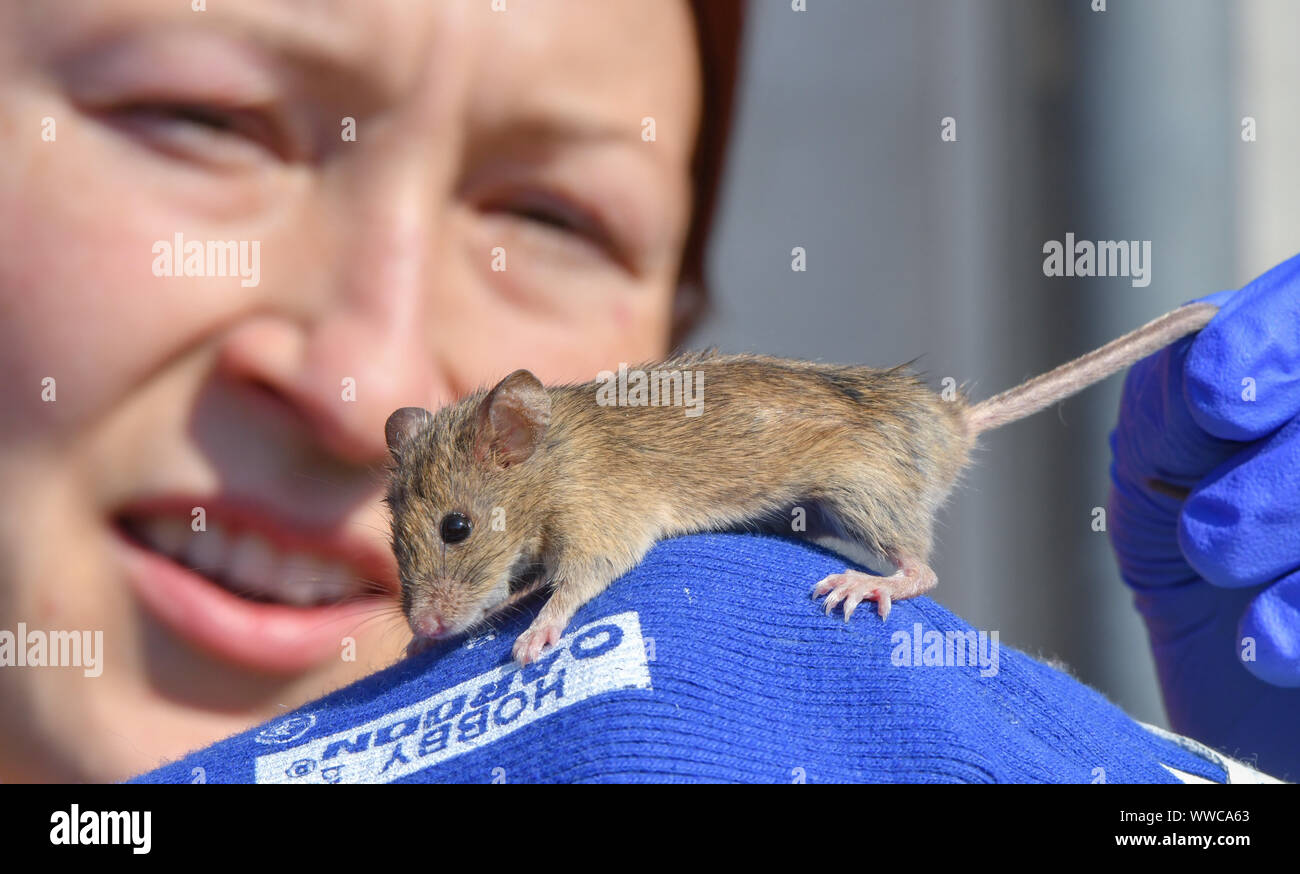 Mus musculus germany hi-res stock photography and images - Alamy