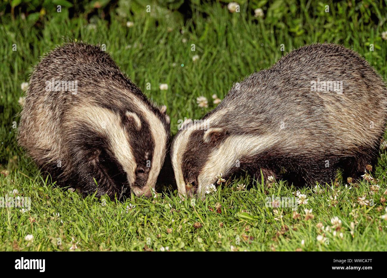 Badgers Mother and Cub feeding on woodland edge Stock Photo - Alamy