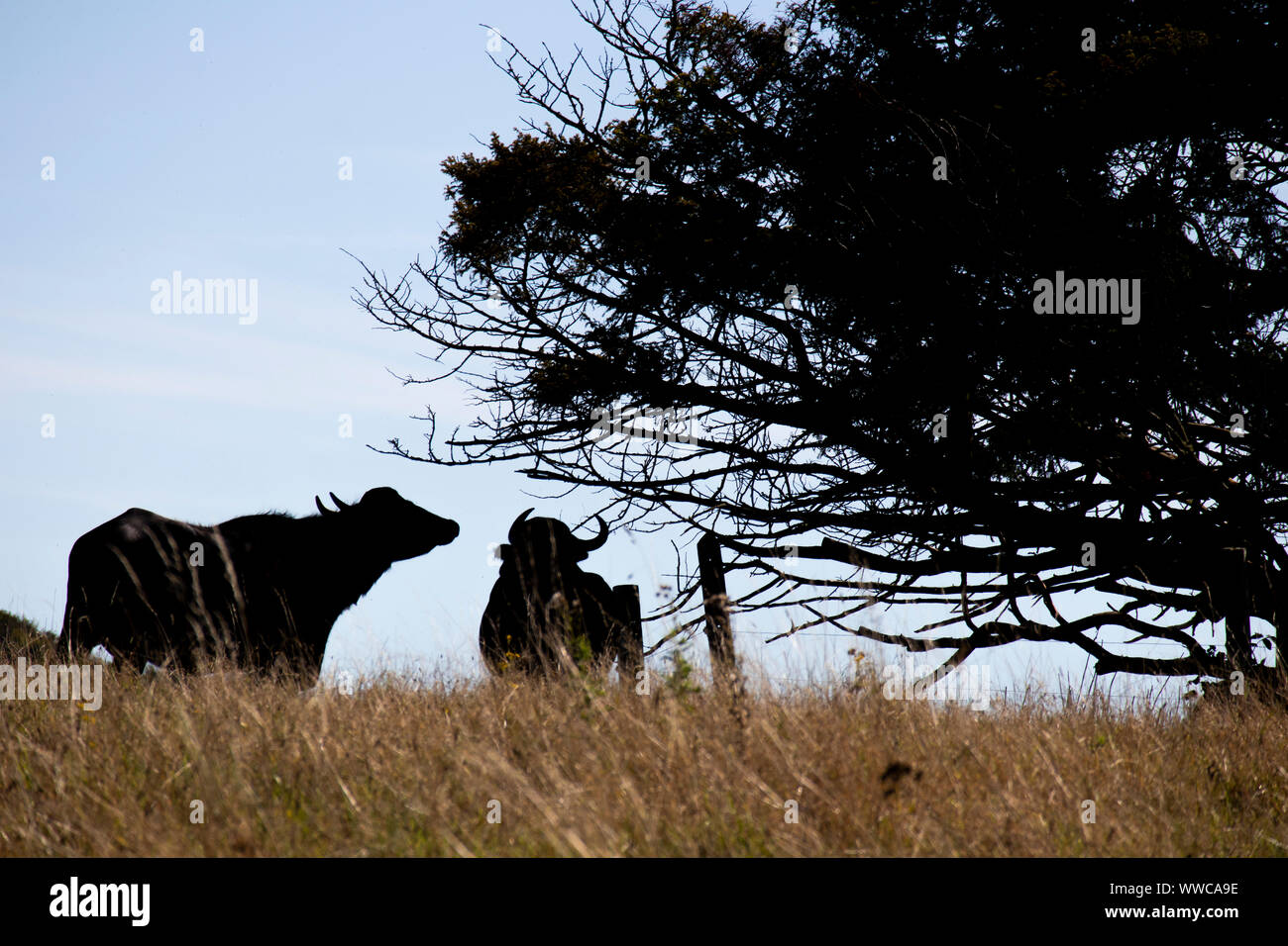 Silhouette of cattle sheltering from the sun under a lone tree on ...