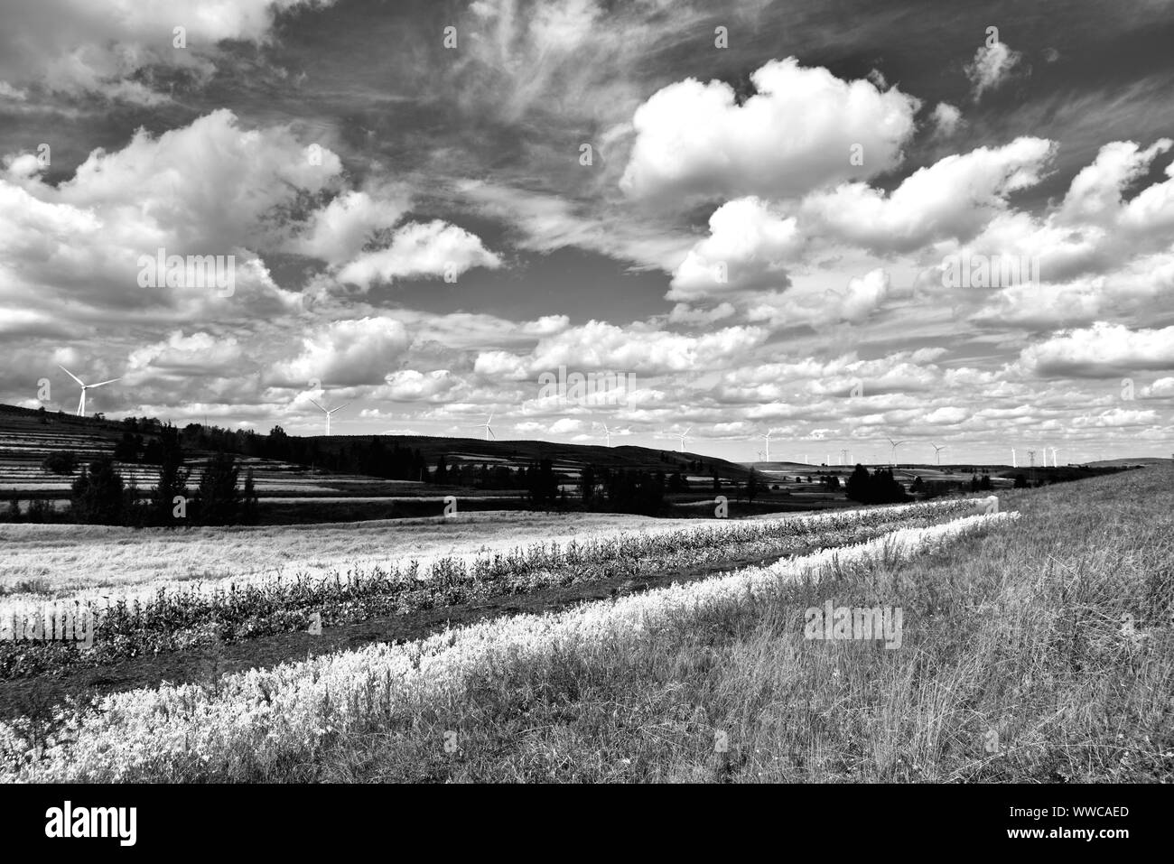 Steppe grassland china hi-res stock photography and images - Alamy