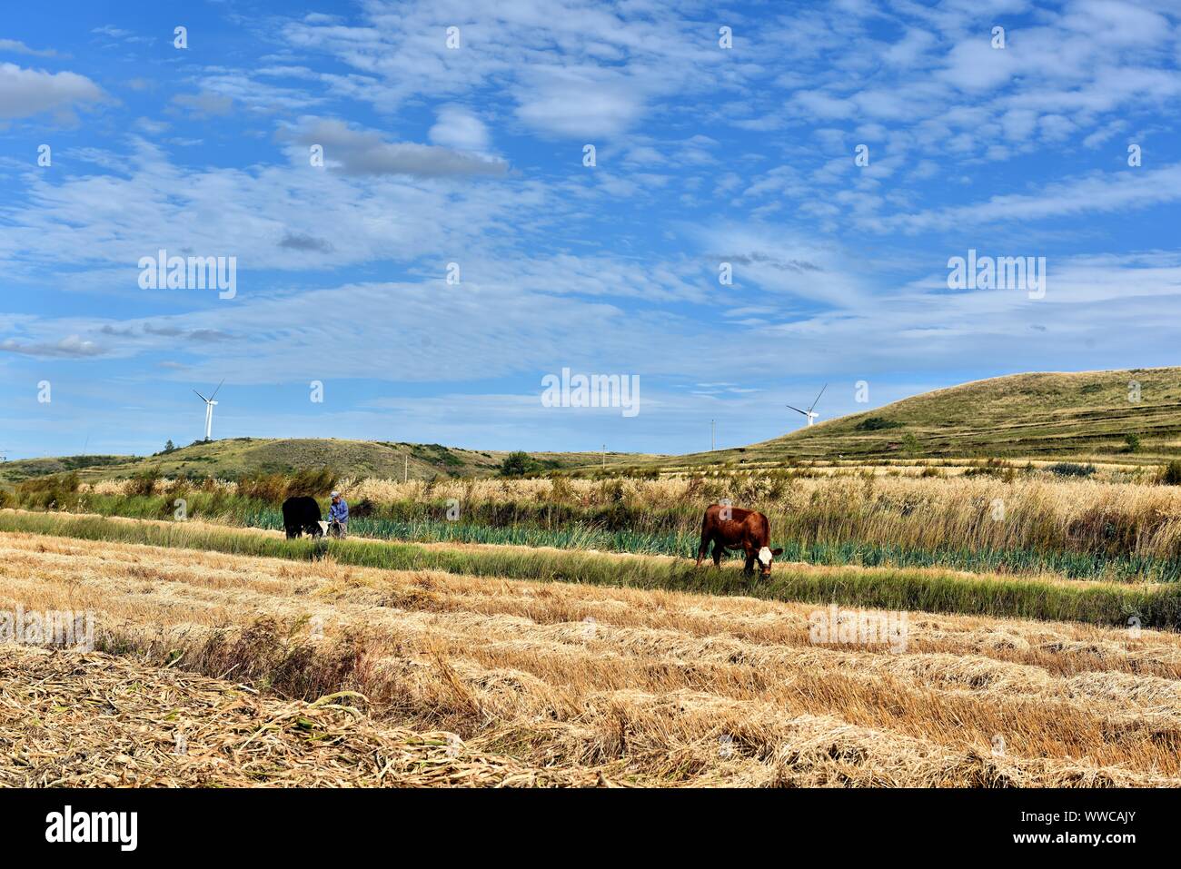 Steppe grassland china hi-res stock photography and images - Alamy