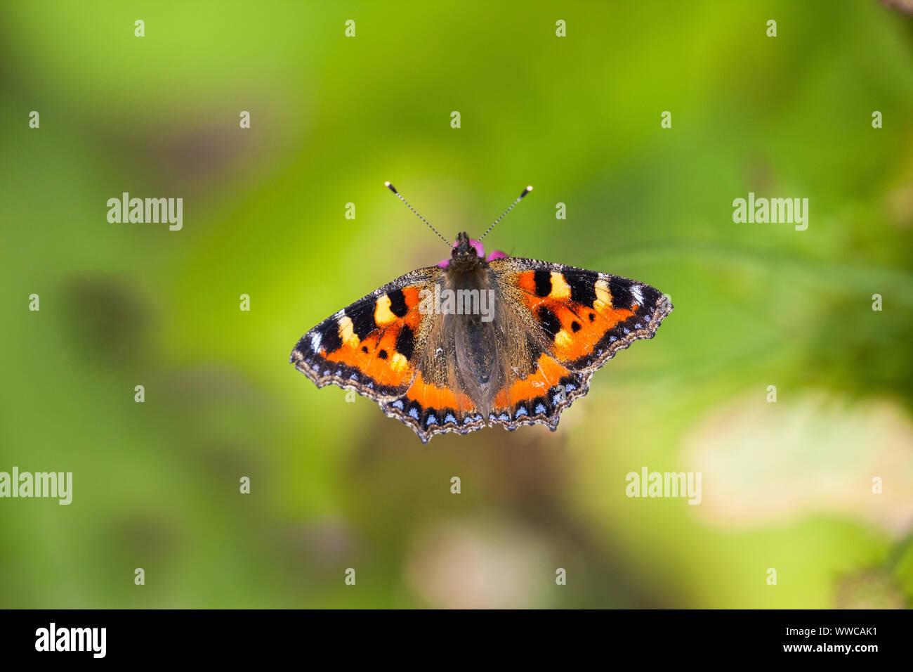 Small Tortoiseshell butterfly Aglais urticae basking in the sunshine in ...