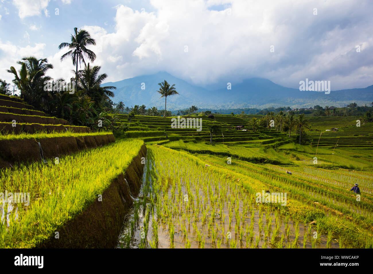 Rice fields of Jatiluwih in southeast Bali, Indonesia Stock Photo - Alamy