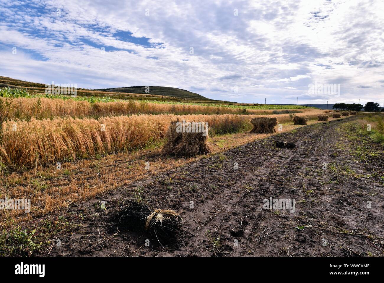 Steppe grassland china hi-res stock photography and images - Alamy
