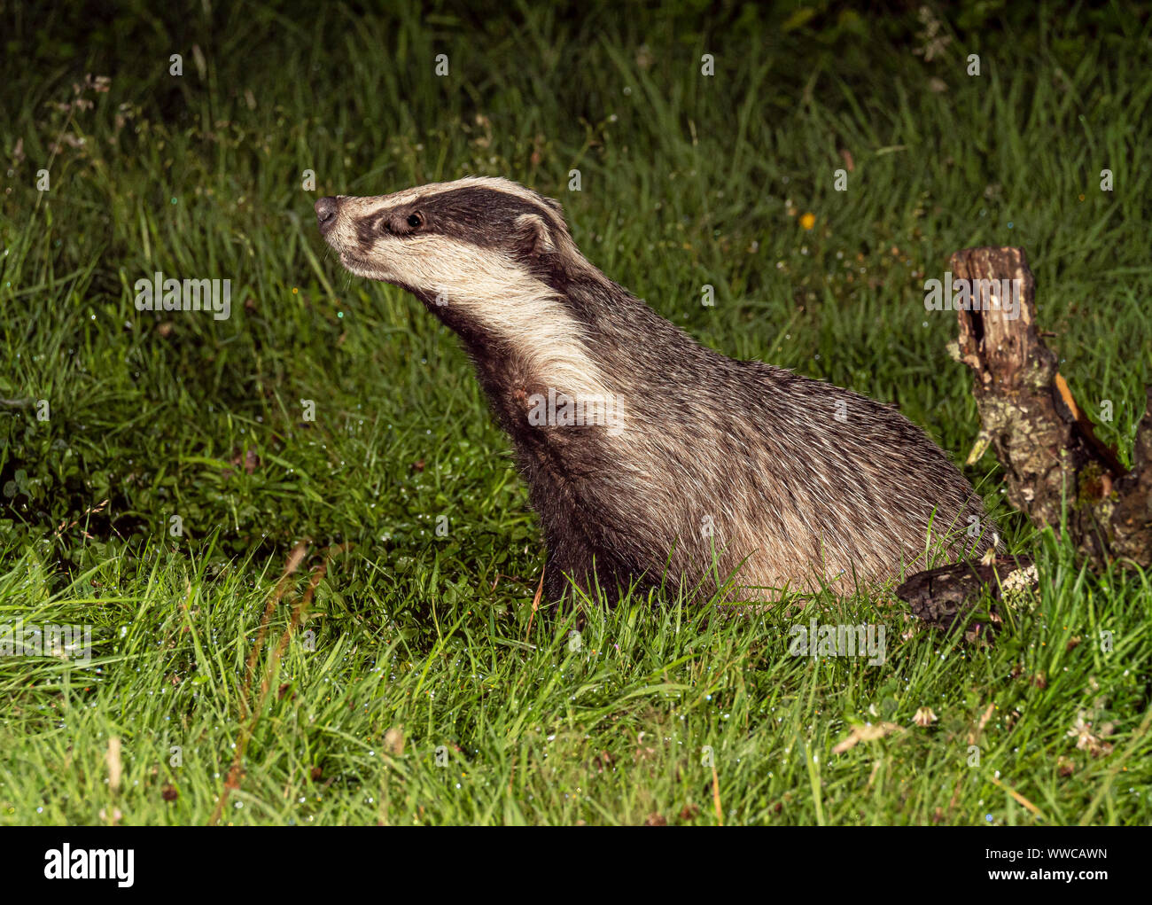 Badgers Mother and Cub feeding on woodland edge Stock Photo - Alamy