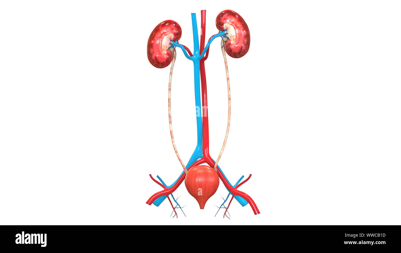 Human Urinary System Anatomy Stock Photo - Alamy