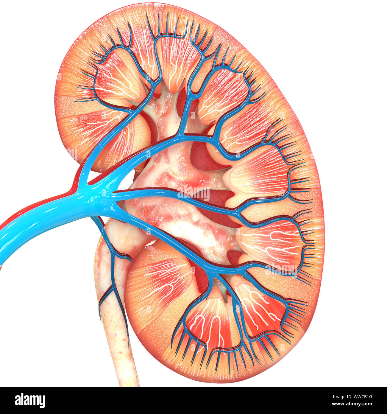 Human Urinary System Anatomy Stock Photo - Alamy Human Urinary System Anatomy Stock Photo - Alamy