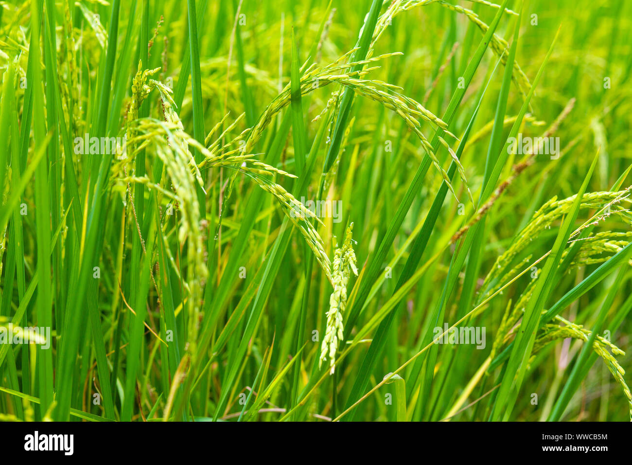 Paddy rice plantation field ready for harvest, Agricultural industry ...