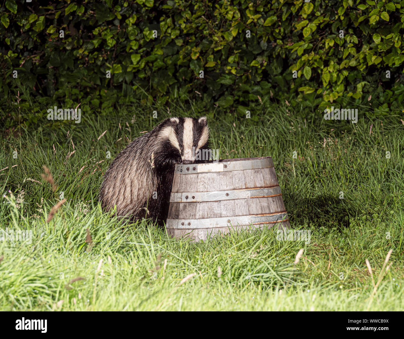 Eurasian Badger climbing and apple tree trunk Stock Photo - Alamy