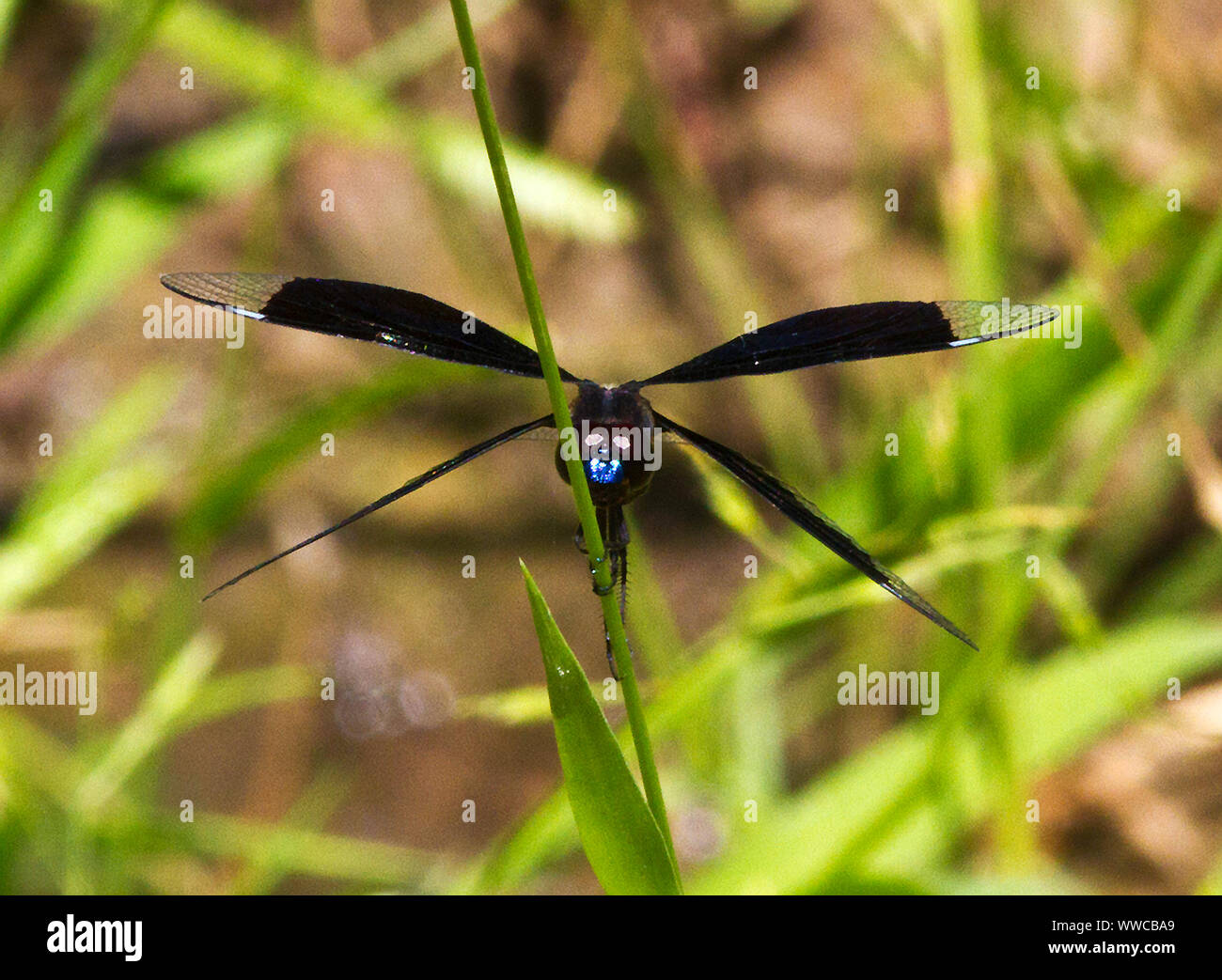 A small but instantly recognizable dragonfly, the male African Black ...
