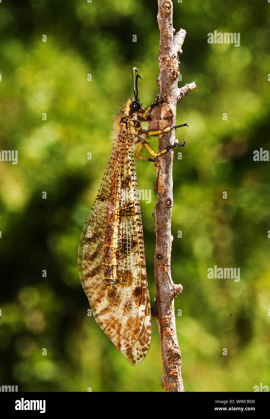 A member of the lacewing family Ant-Lions have a very different life ...
