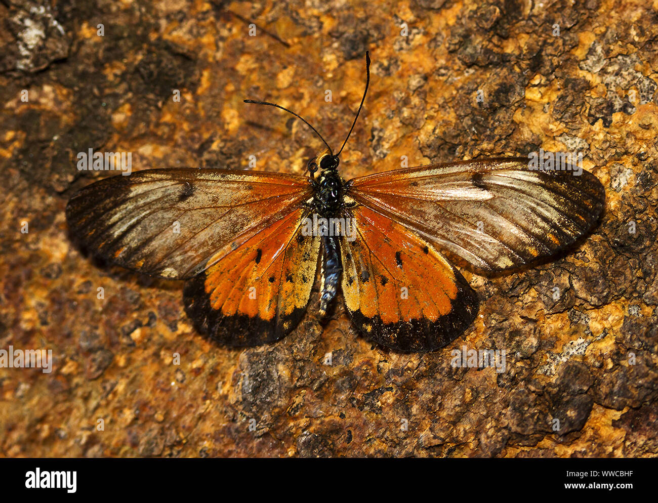 Aposematic colour hi-res stock photography and images - Alamy