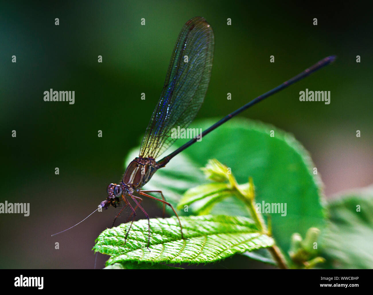 Fig wasp hi-res stock photography and images - Alamy
