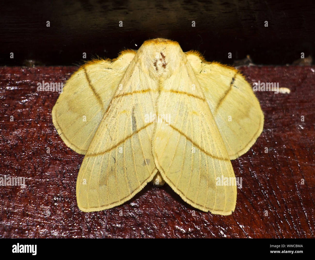 The charactaristic scalloped shaped front wings of a nocturnal moth of ...