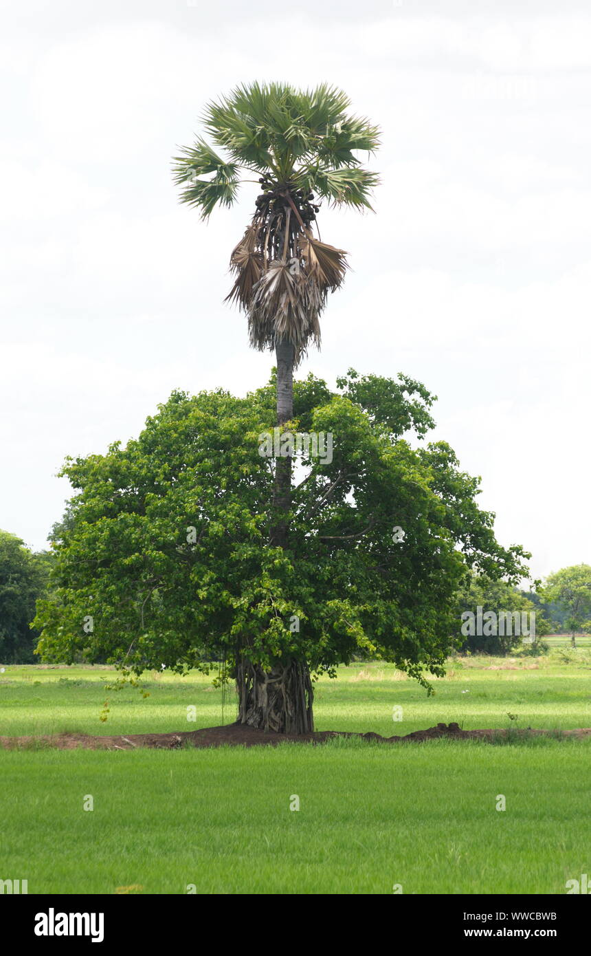 Tropical parasite plant on tree hi-res stock photography and images - Alamy